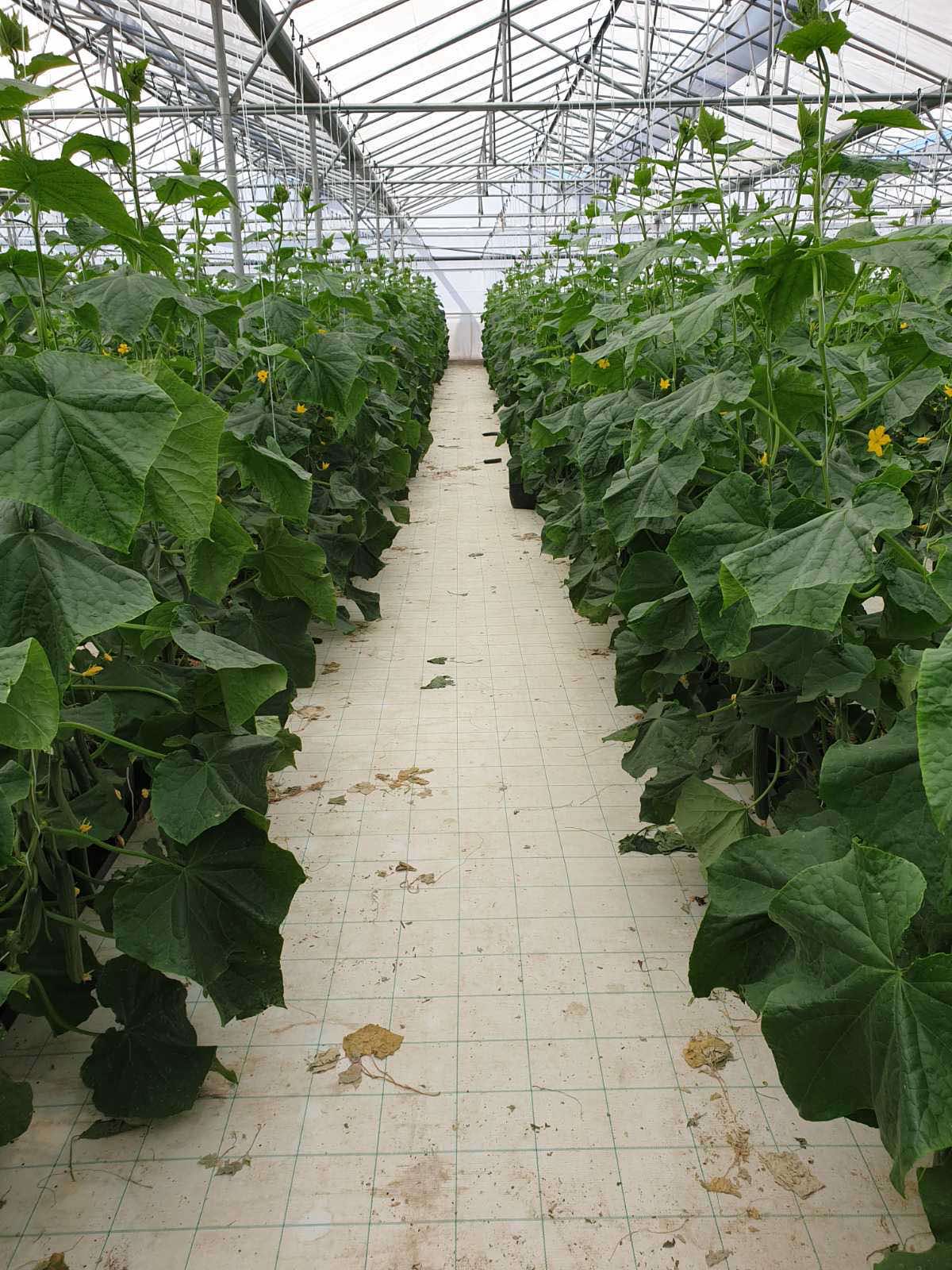 Knight Verde F1 | rigakisseeds